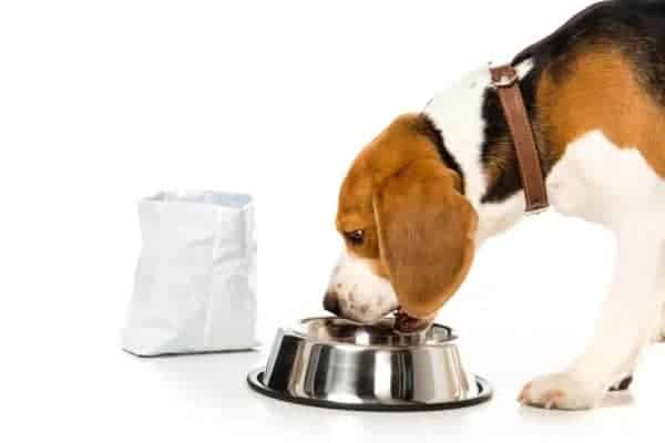 All You Need to Know on How Much Should a Beagle Eat? | Dog Advisory ...