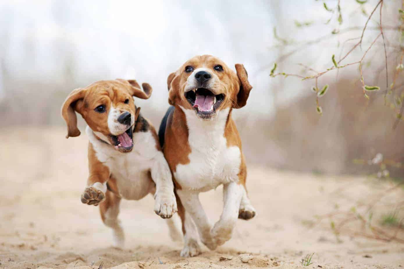 When Do Beagles Stop Growing? A Guide for a Healthy Beagle | Dog ...