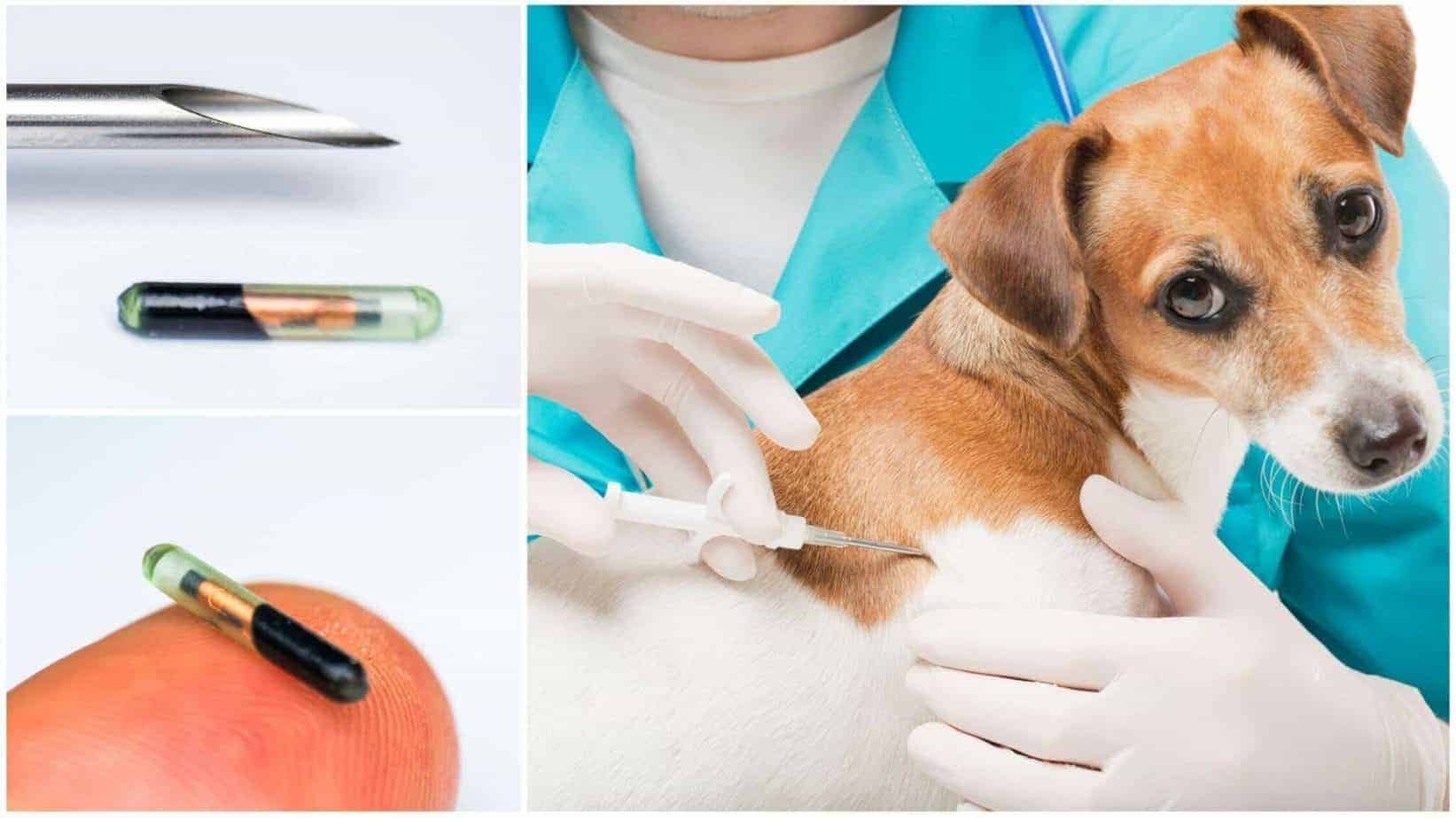Can You Track Your Dog With A Microchip? (5 Ways to Track) | Dog ...