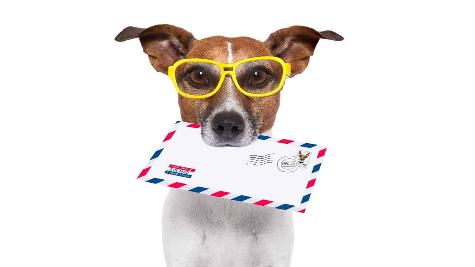 Contact | Dog Advisory Council