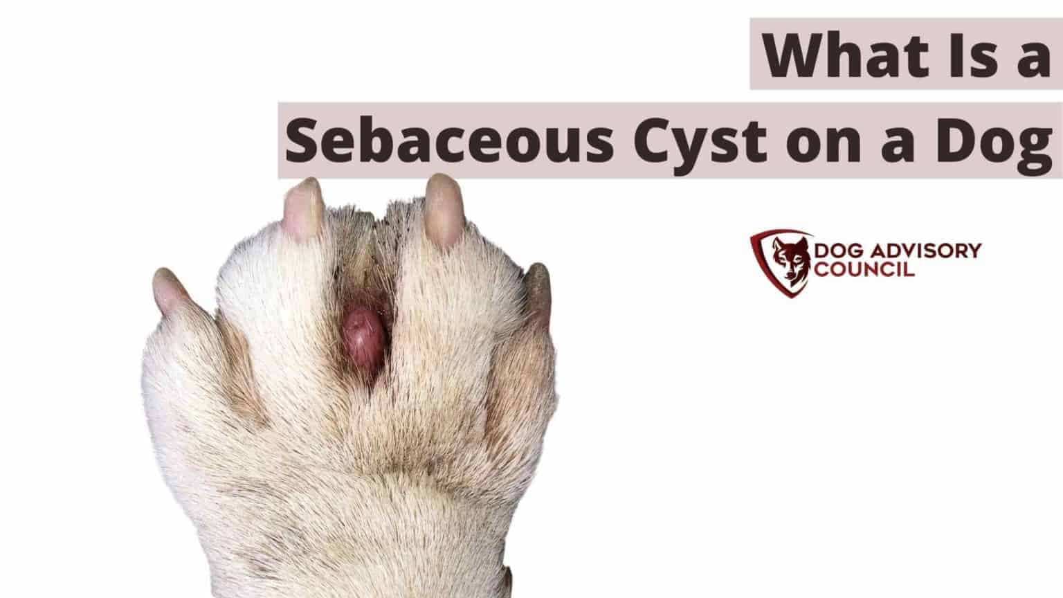 What Is a Sebaceous Cyst on a Dog? All You Should Know | Dog Advisory ...