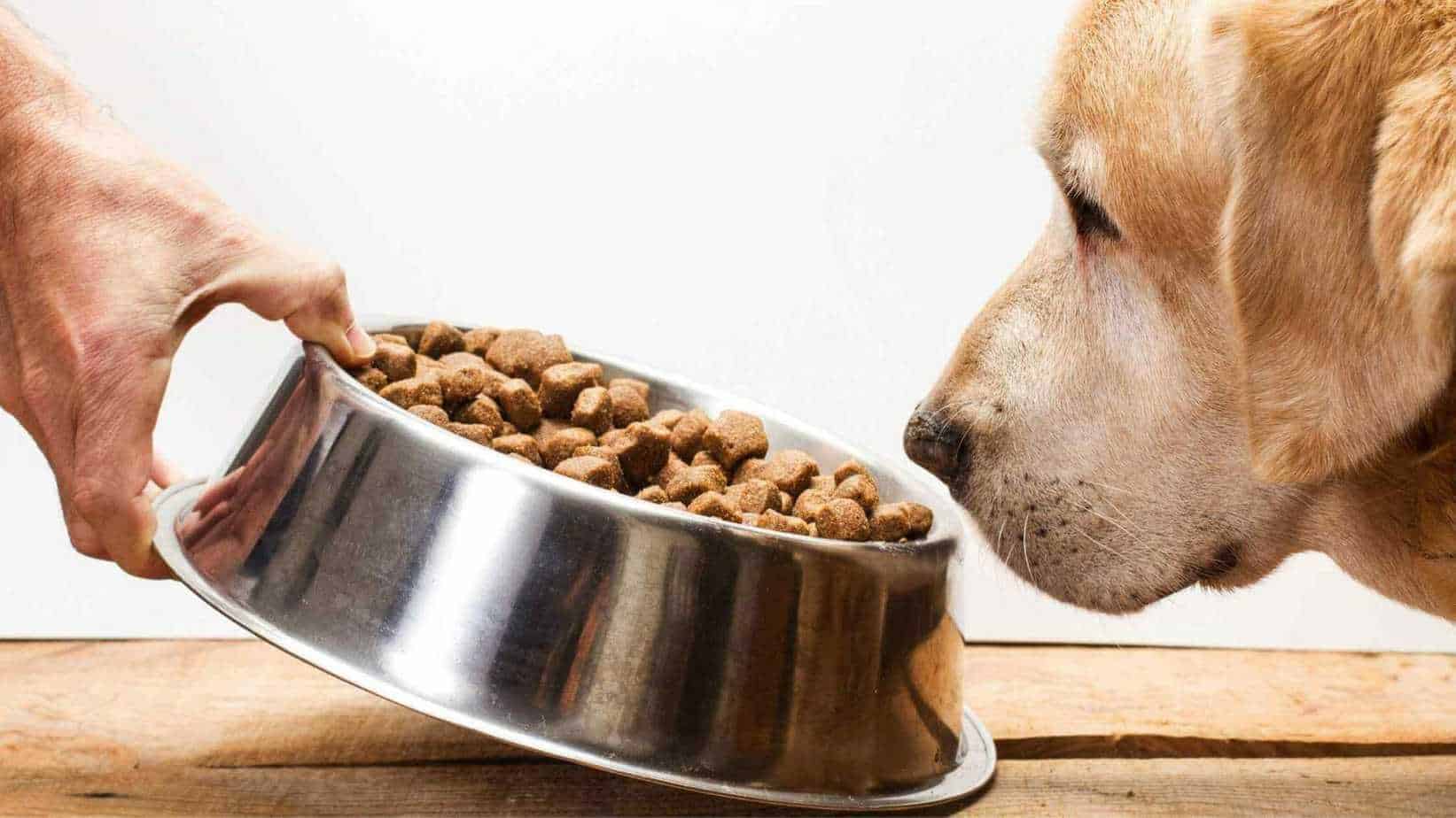 Why Is My Dog Eating Slower Than Usual? Should You Worry? | Dog ...