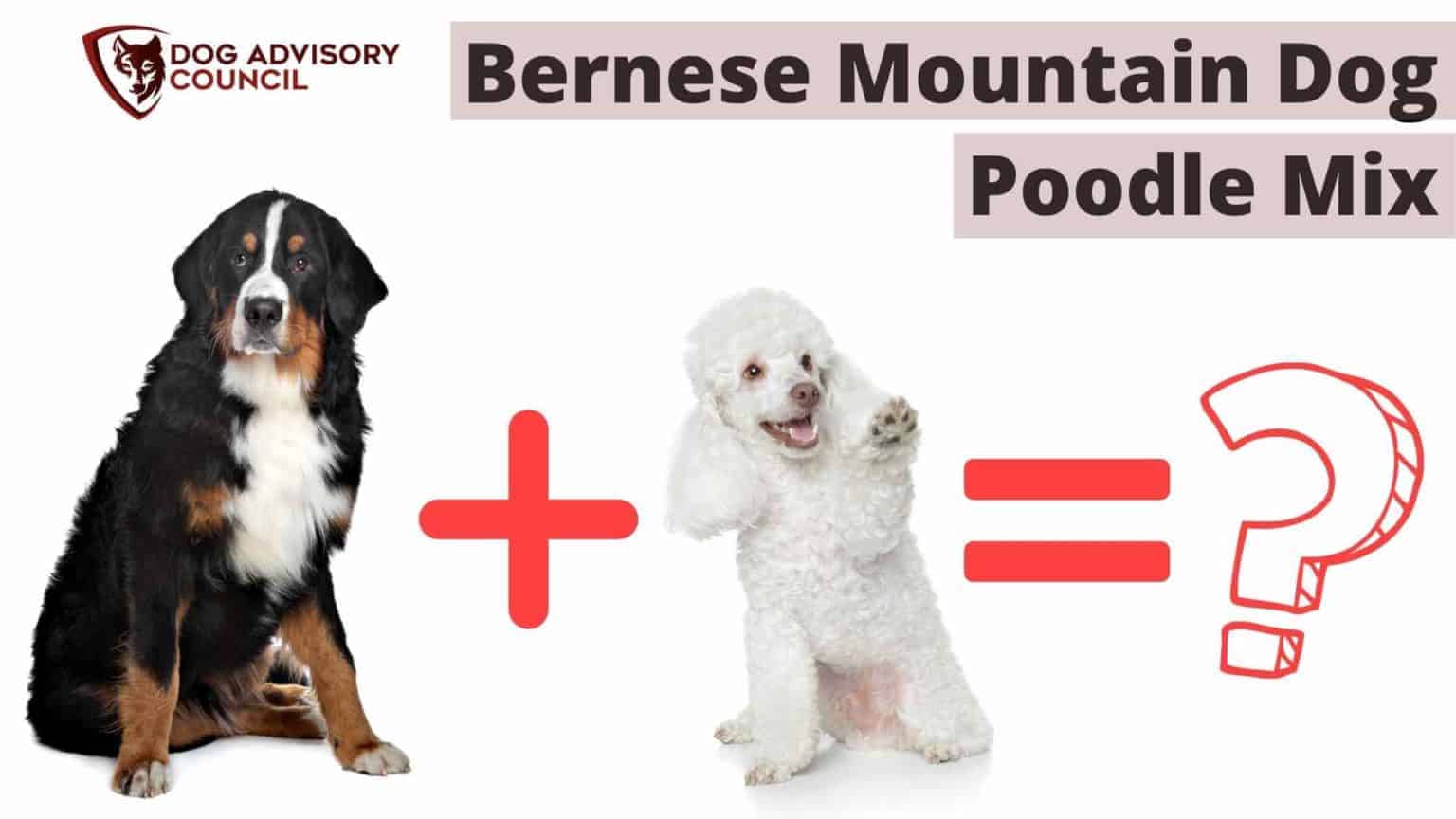 Bernese Mountain Dog Poodle Mix - All About Bernedoodles | Dog Advisory ...