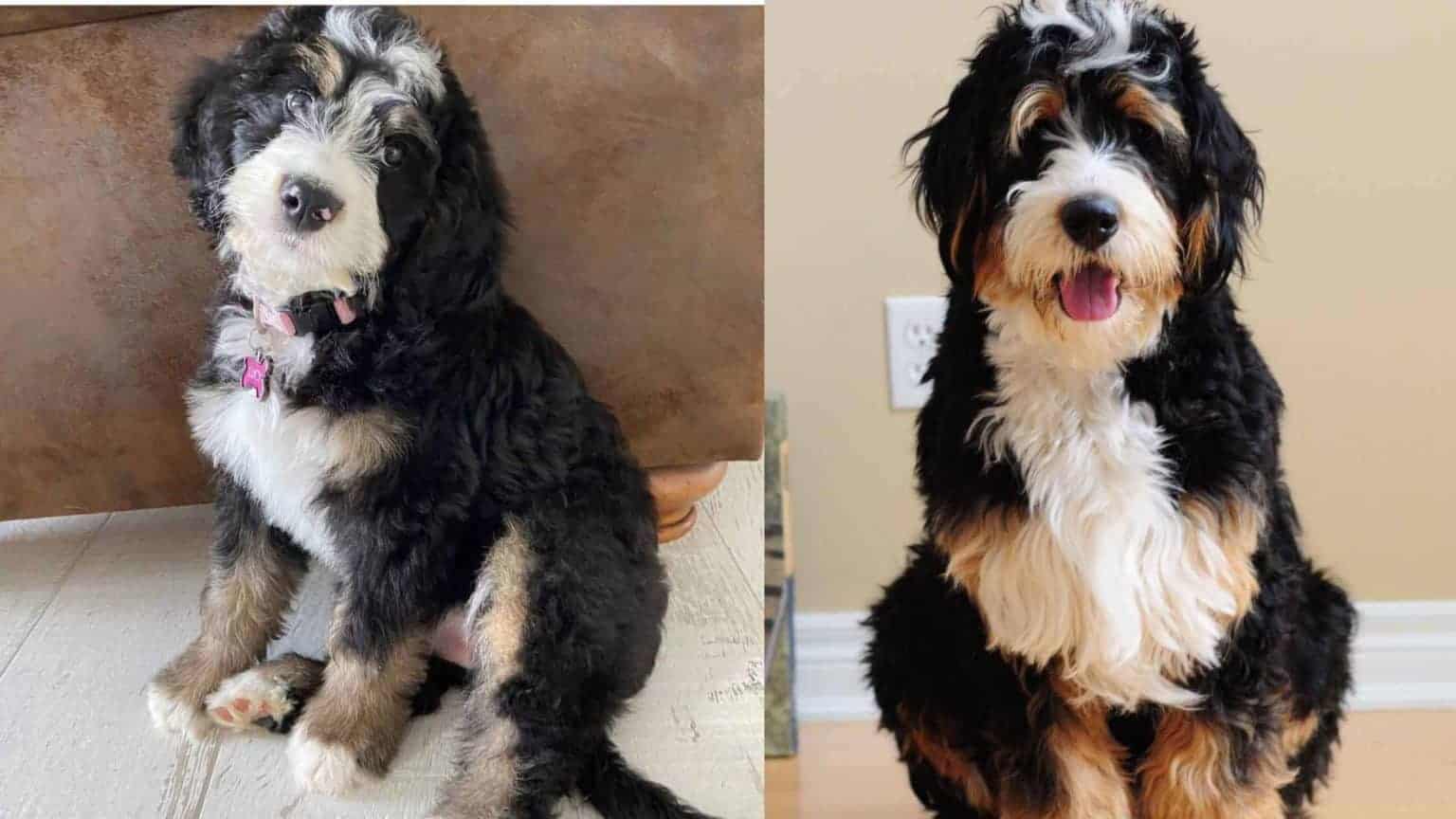 Bernese Mountain Dog Poodle Mix - All About Bernedoodles | Dog Advisory ...