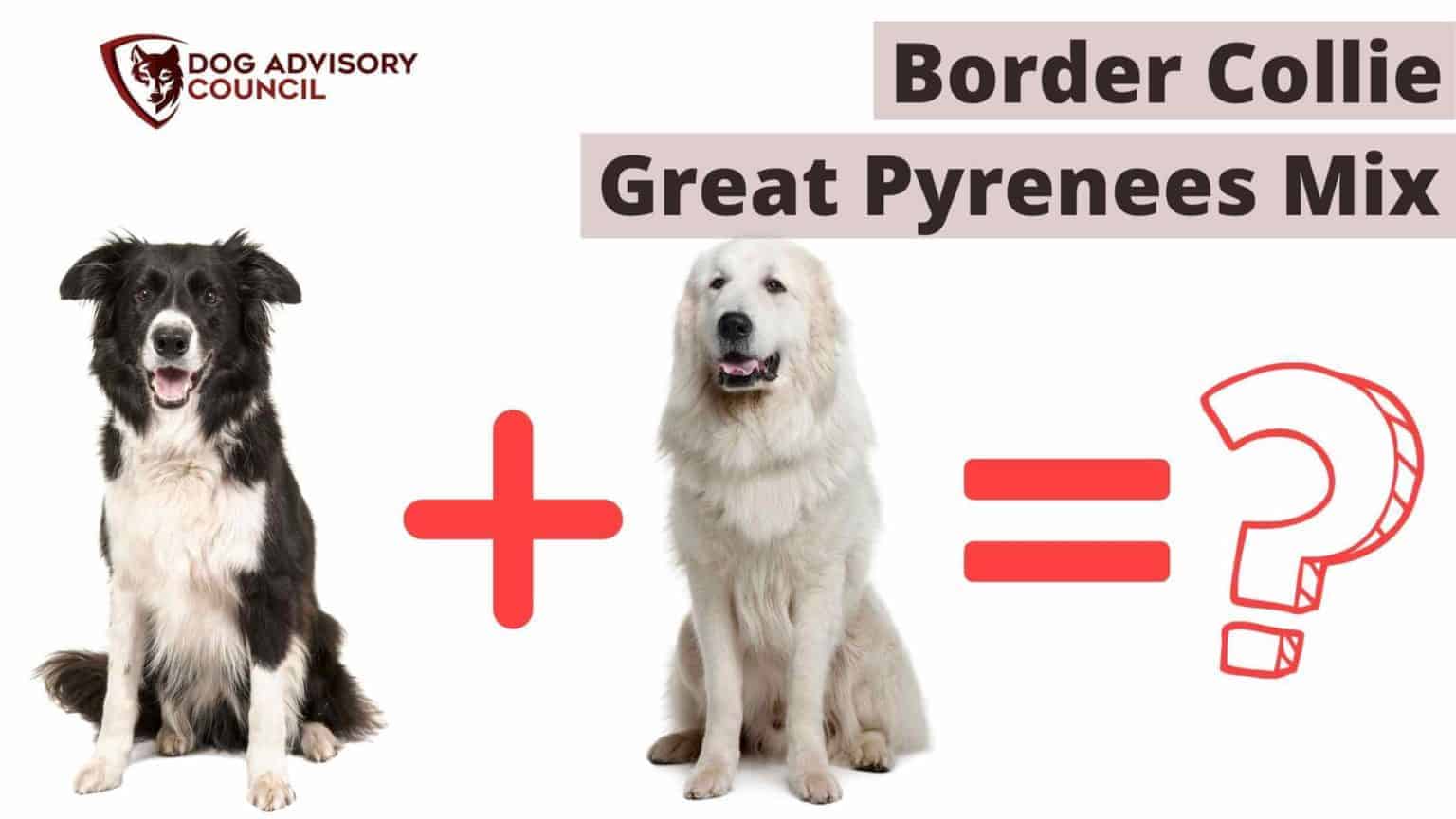 Border Collie Great Pyrenees Mix Must Know Details Dog Advisory Council