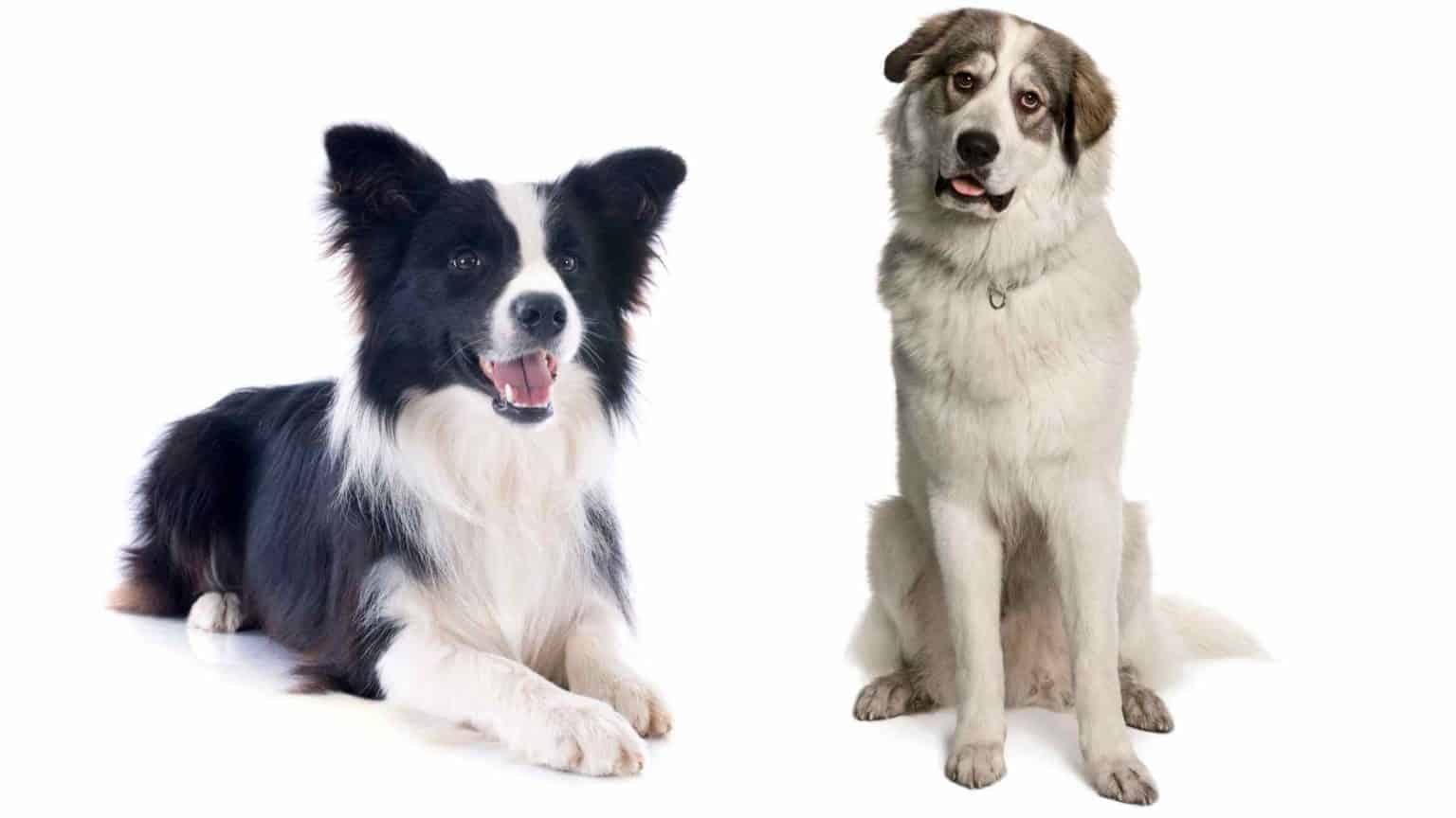 Border Collie Great Pyrenees Mix - Must-know Details | Dog Advisory Council