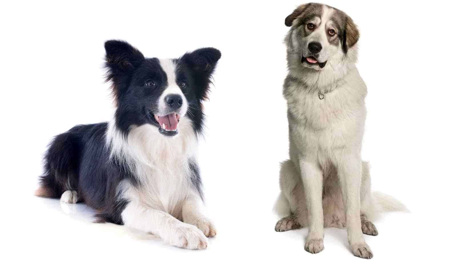 Border Collie Great Pyrenees Mix - Must-know Details | Dog Advisory Council