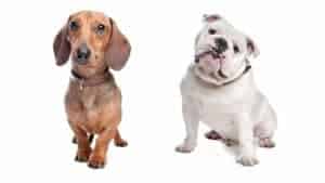 Bulldog Dachshund Mix - What's So Special About Them? | Dog Advisory ...