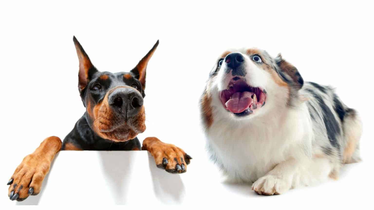 Doberman Australian Shepherd Mix - Details You Should Know | Dog ...