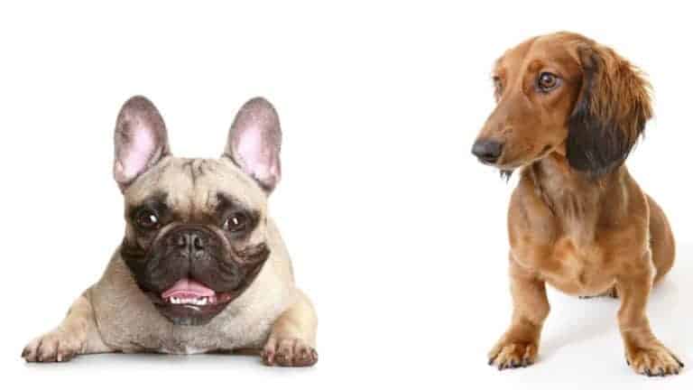 French Bulldog Dachshund Mix - Must Know Essential Details! | Dog ...