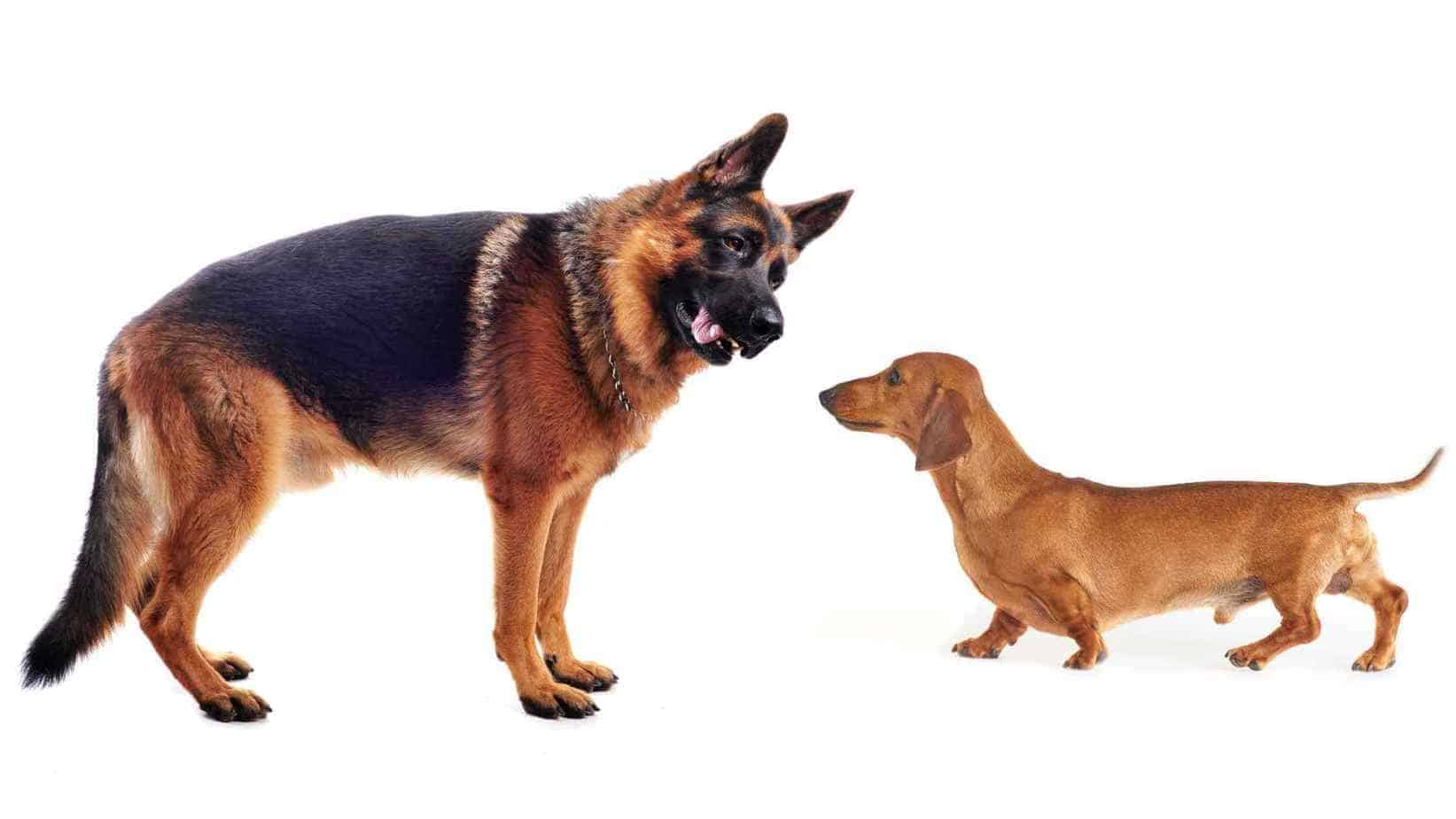 German Shepherd Dachshund Mix - Top Details You Should Know | Dog ...