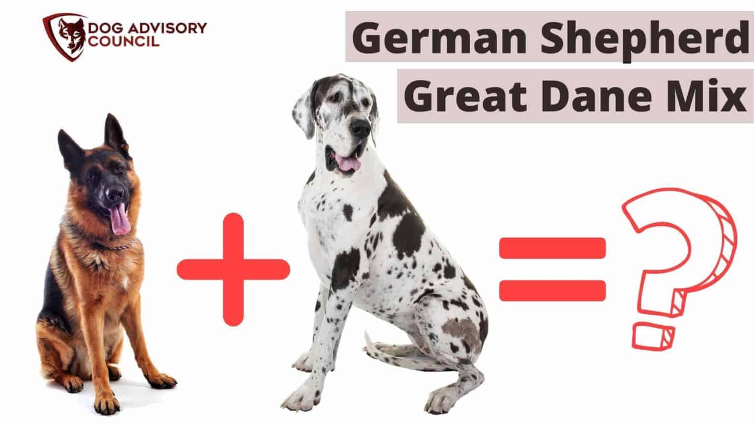 German Shepherd Great Dane Mix - What Should I Know About? | Dog ...