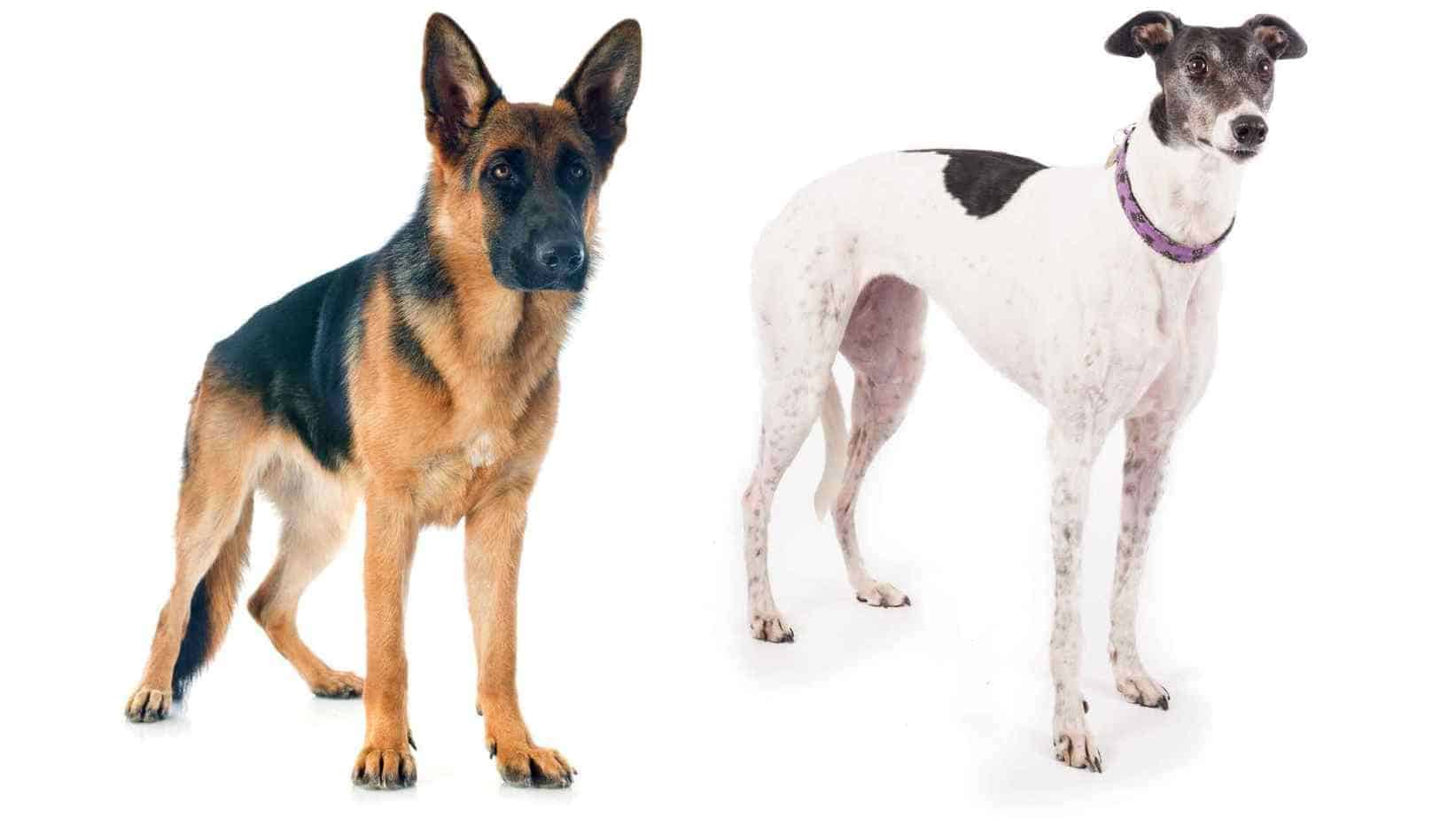 German Shepherd Mixed With Greyhound - All You Should Know | Dog ...