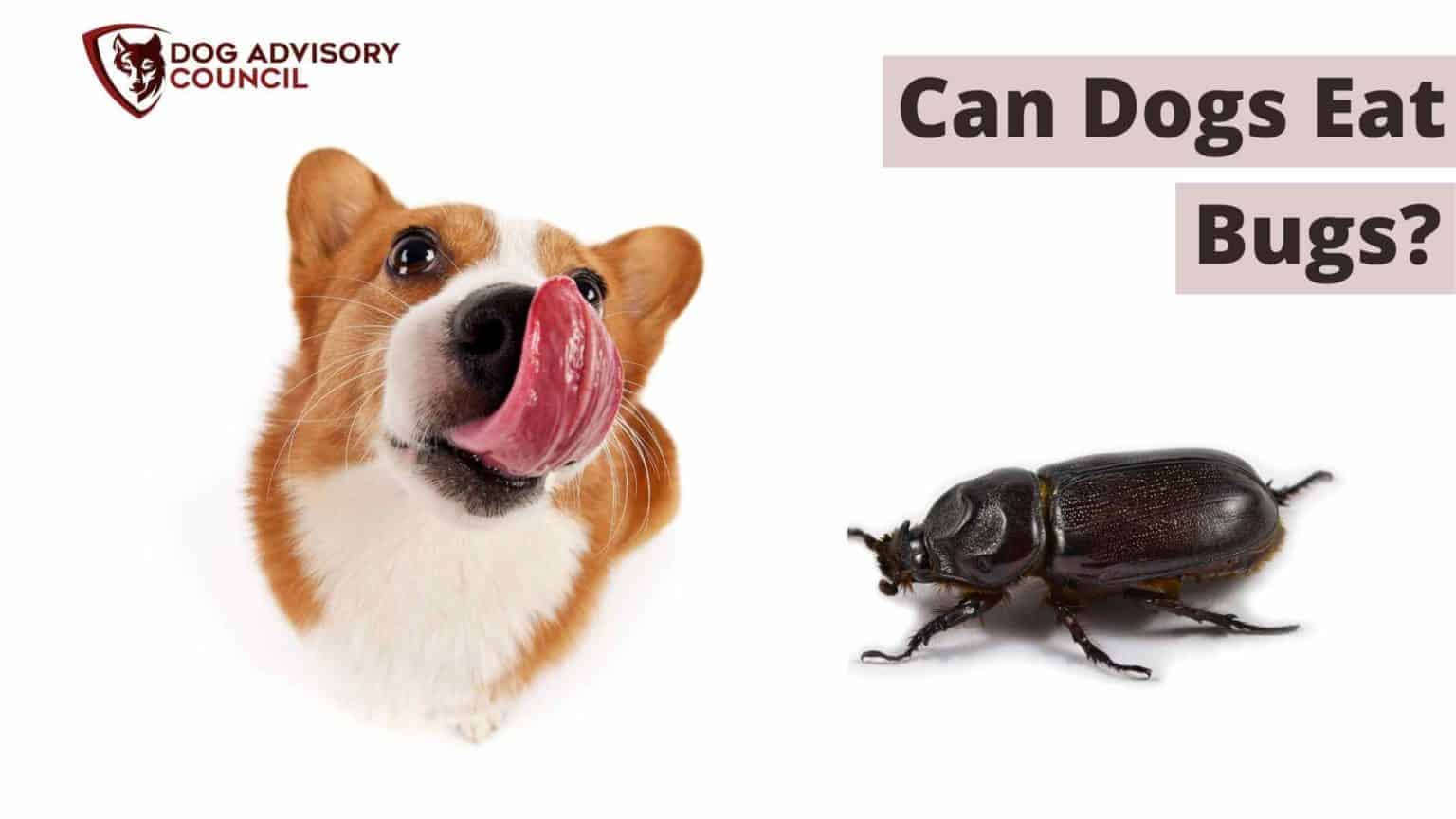 Can Dogs Eat Bugs? Stop Them From Eating Bugs | Dog Advisory Council