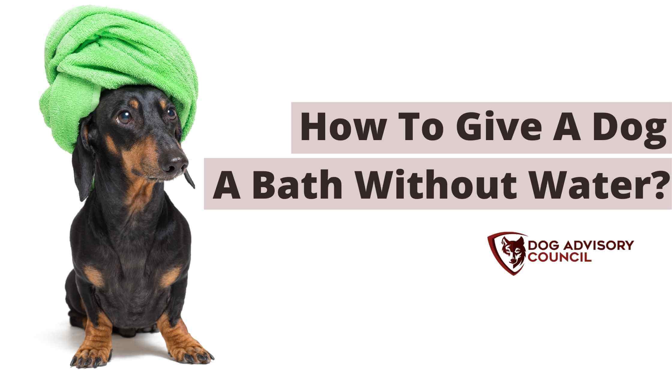 When Should You Give A Puppy Water