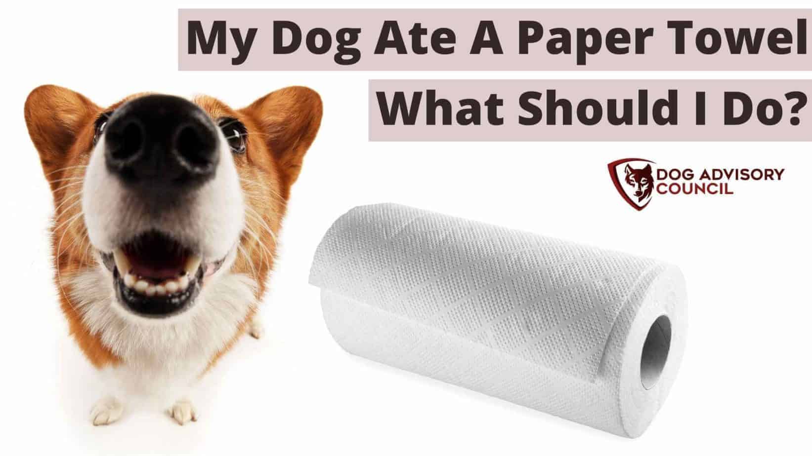 My Dog Ate A Paper Towel (Kleenex or Toilet Paper) What to Do? | Dog ...