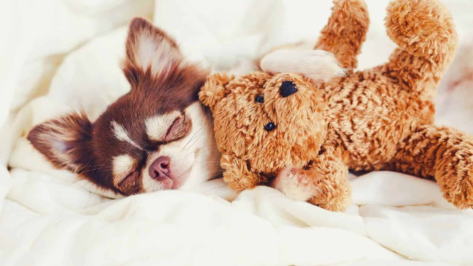 Where Should My Dog Sleep at Night Time? the Best Location | Dog ...