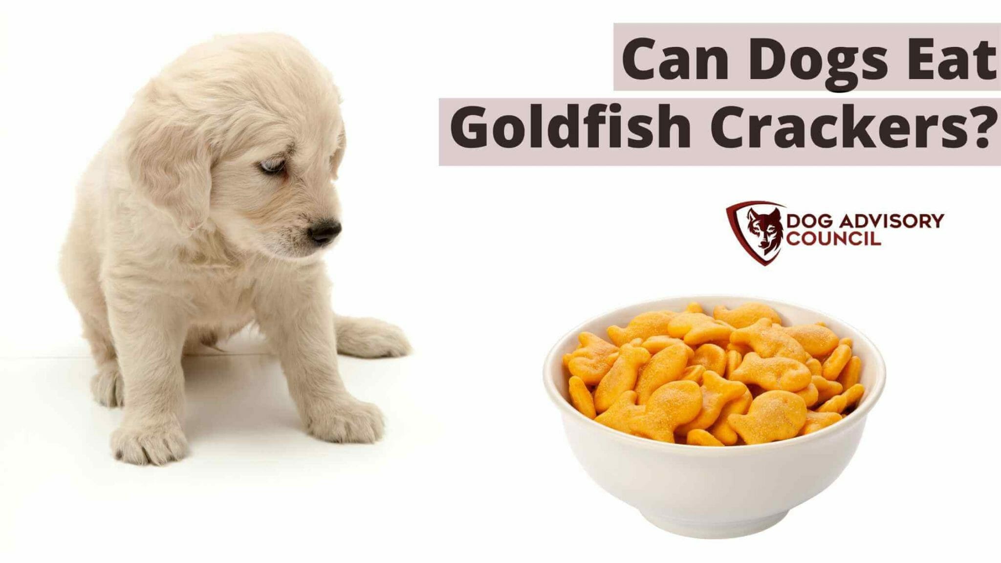 Can Dogs Eat Goldfish Crackers? Here’s All You Should Know! | Dog ...