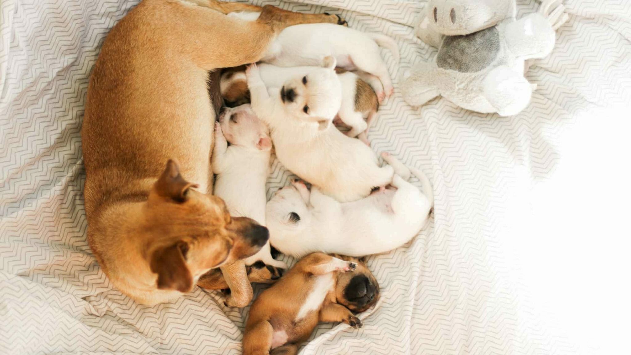 My Dog Keeps Squishing Her Puppies - What Should I Do? | Dog Advisory ...