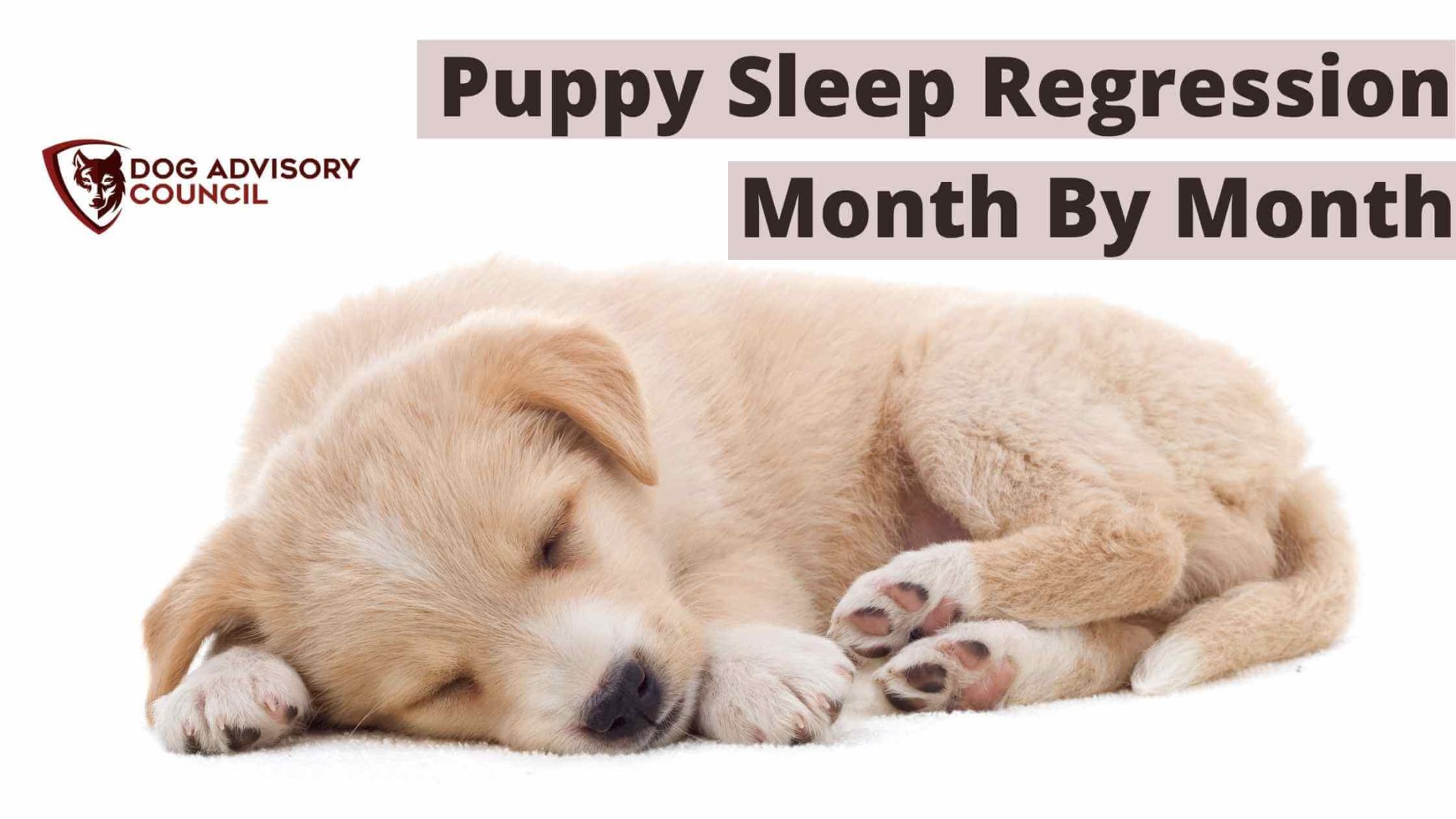 Puppy Sleep Regression (Month By Month) | Dog Advisory Council