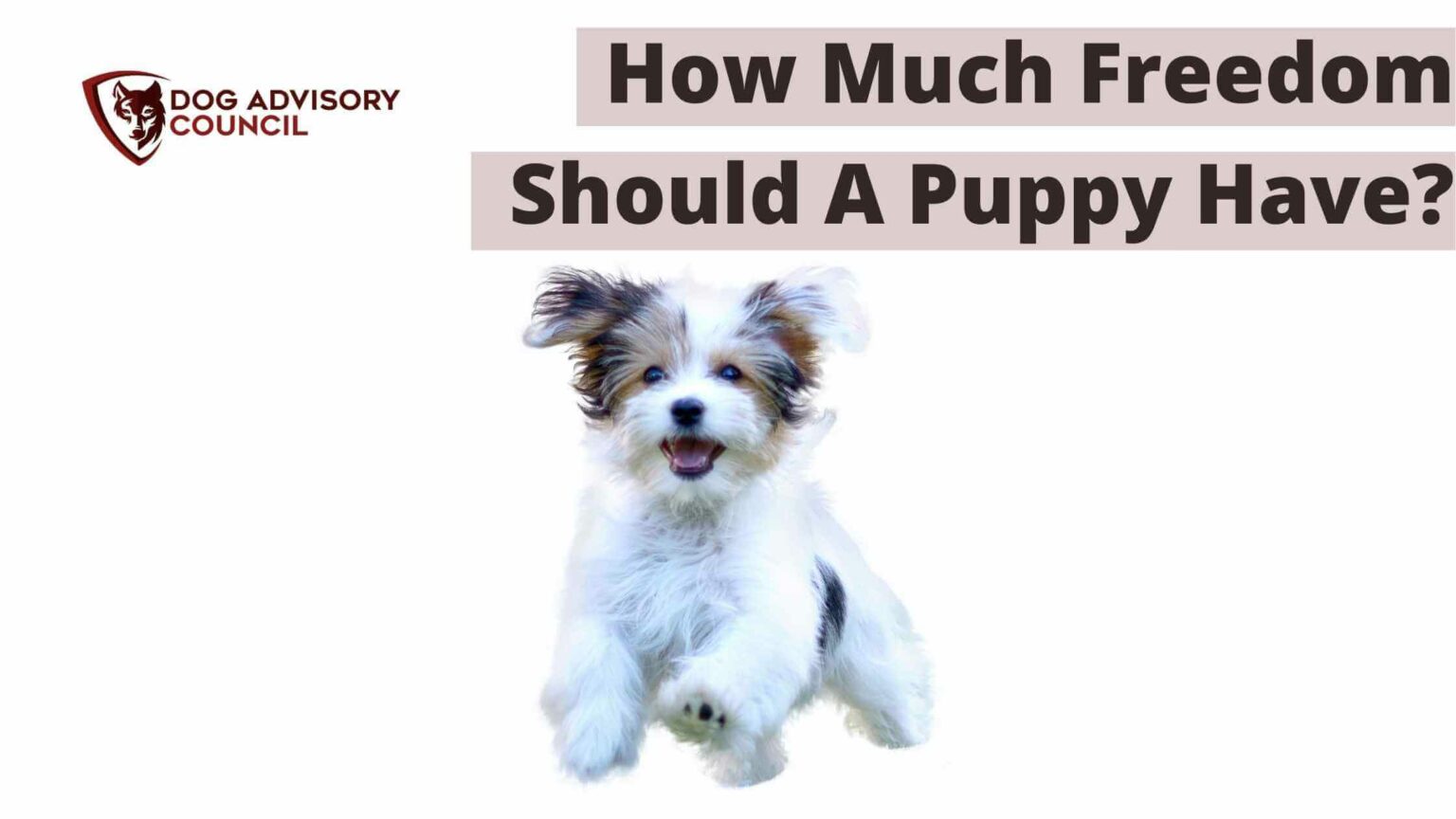 How Much Freedom Should a Puppy Have? | Dog Advisory Council