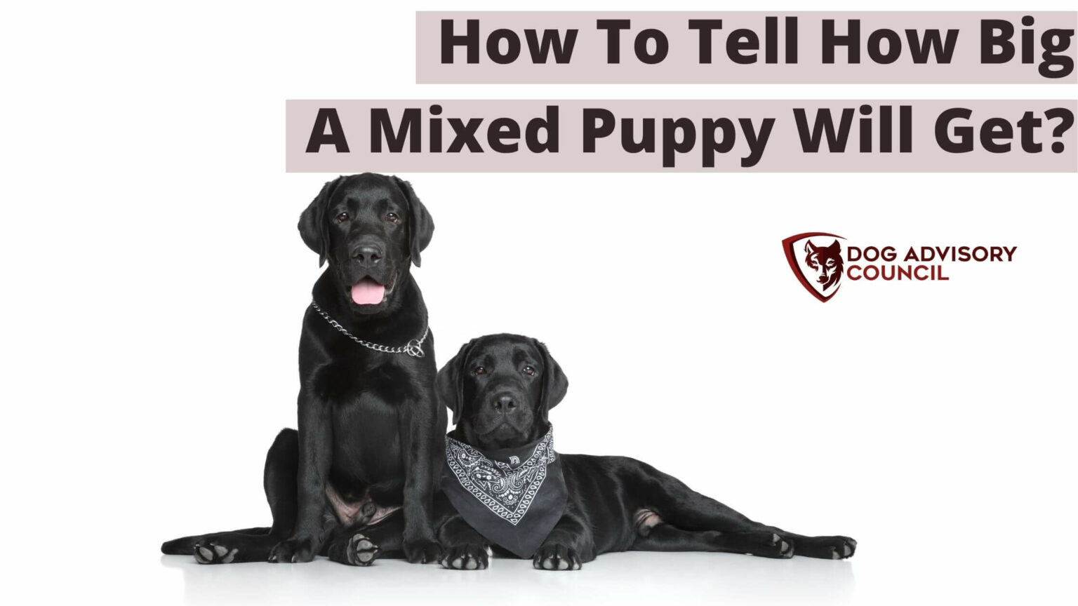 How to Tell How Big a Mixed Puppy Will Get? | Dog Advisory Council