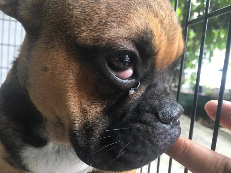 Dealing With French Bulldog Cherry Eye (Treatment Solutions) | Dog ...