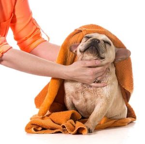 French Bulldog Skin Problems and How to Deal With It | Dog Advisory Council