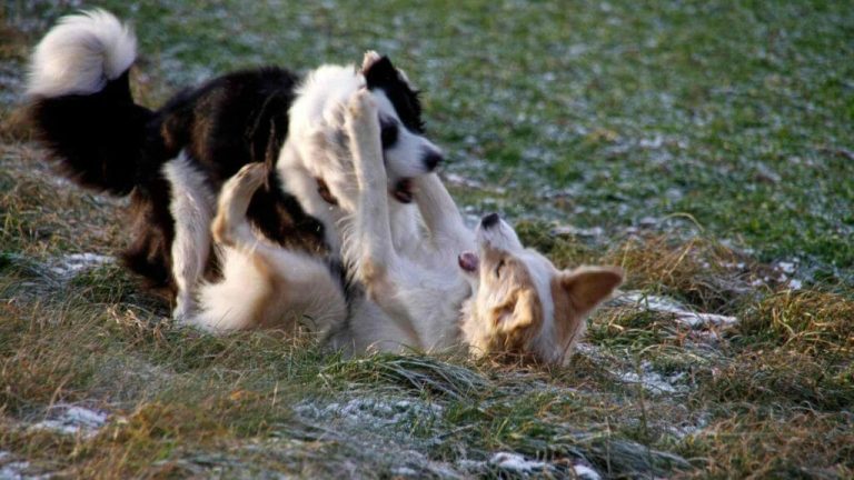 Are Border Collies Aggressive Dogs? (Signs Of Aggression) | Dog Advisory Council