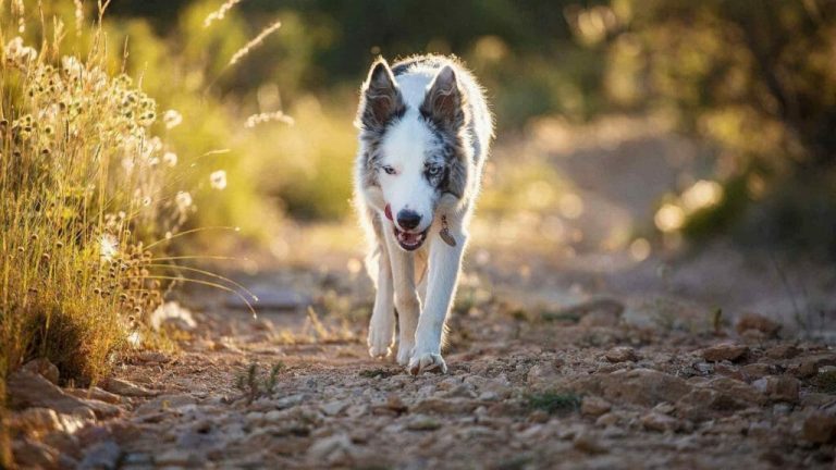 Are Border Collies Aggressive Dogs? (Signs Of Aggression) | Dog ...