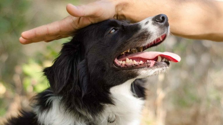 Are Border Collies Aggressive Dogs? (Signs Of Aggression) | Dog ...
