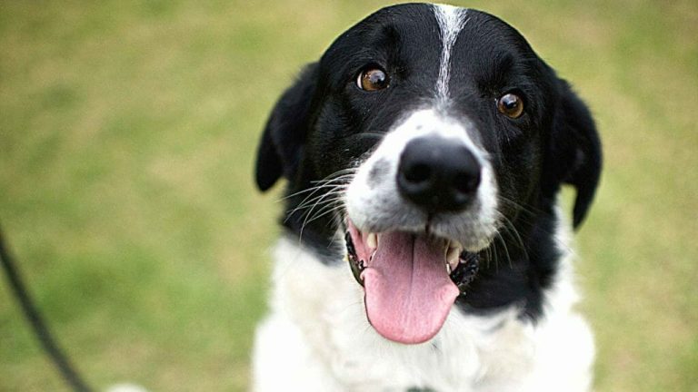 Types of Border Collie Ears (Up or Down) | Dog Advisory Council