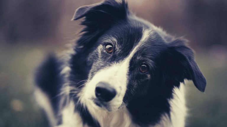 Types of Border Collie Ears (Up or Down) | Dog Advisory Council