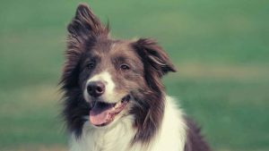 Types of Border Collie Ears (Up or Down) | Dog Advisory Council