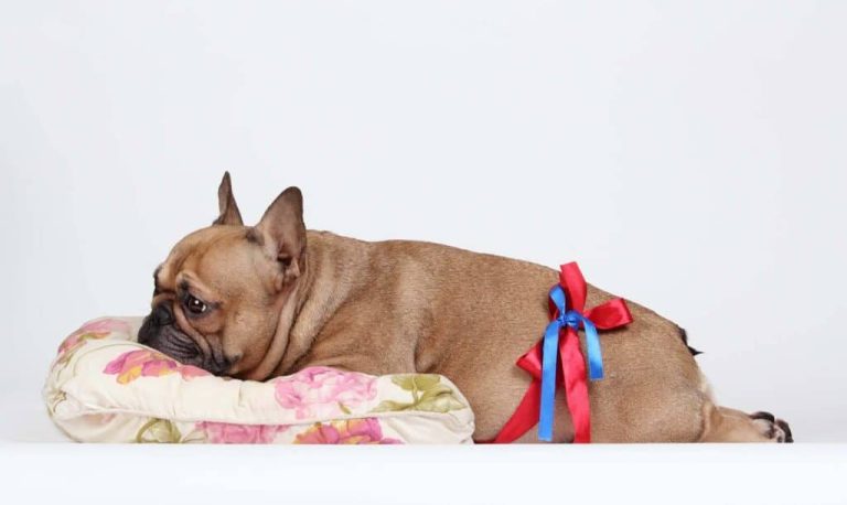 Can French Bulldogs Give Birth Naturally? Whelping Process | Dog ...