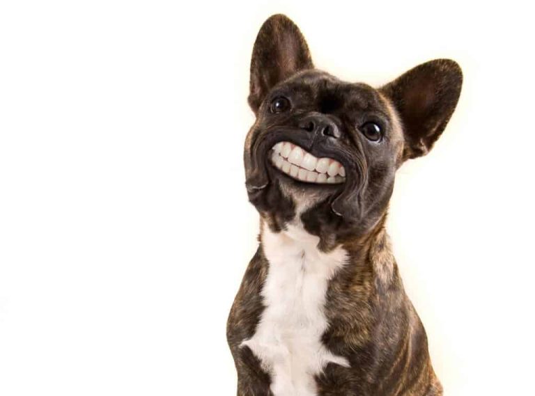 French Bulldog Teeth: Structure and Health Concerns | Dog Advisory Council
