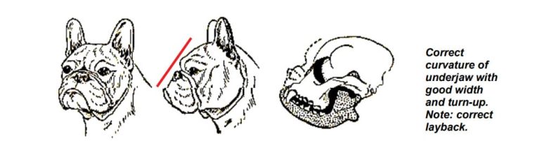 French Bulldog Teeth: Structure and Health Concerns | Dog Advisory Council