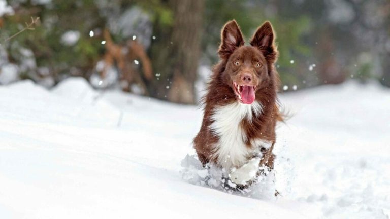 How Long Do Border Collies Live on Average? Issues Affecting Lifespan ...
