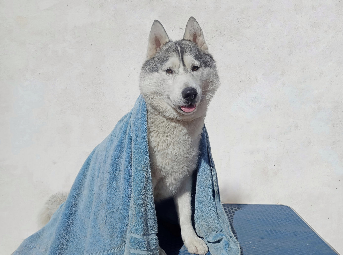 How Much Should I Tip My Dog Groomer? | Dog Advisory Council