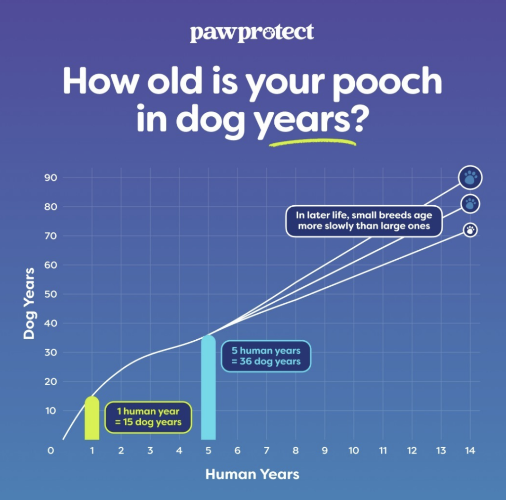 ion How Much Is 1 Hour In Dog Years