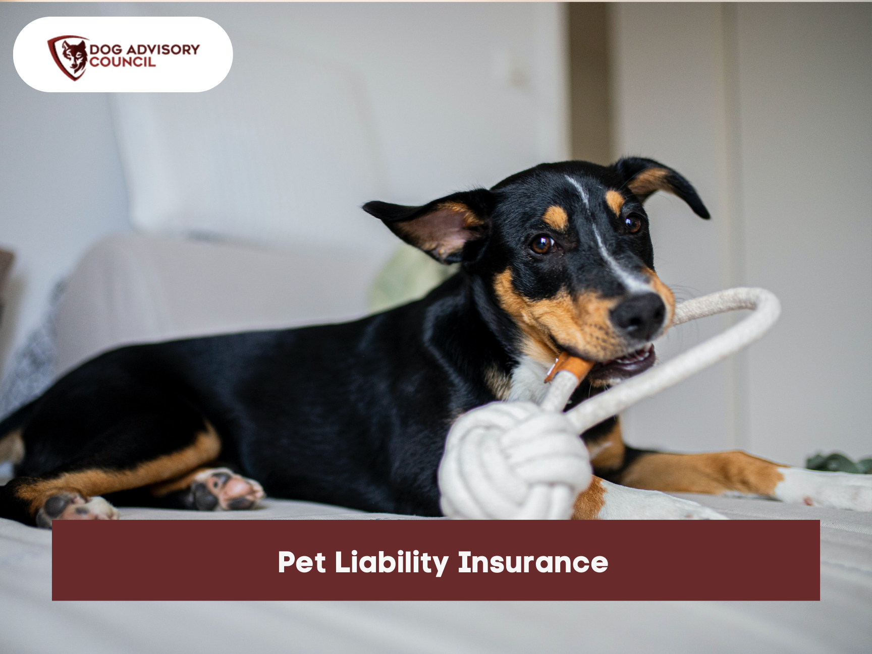 Liability Insurance for Pets | Dog Advisory Council