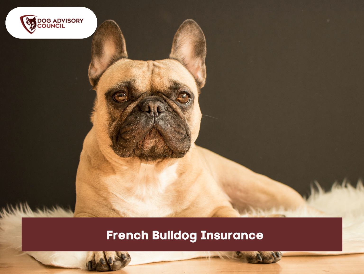 French Bulldog Insurance - Pet Insurance for Frenchies | DAC