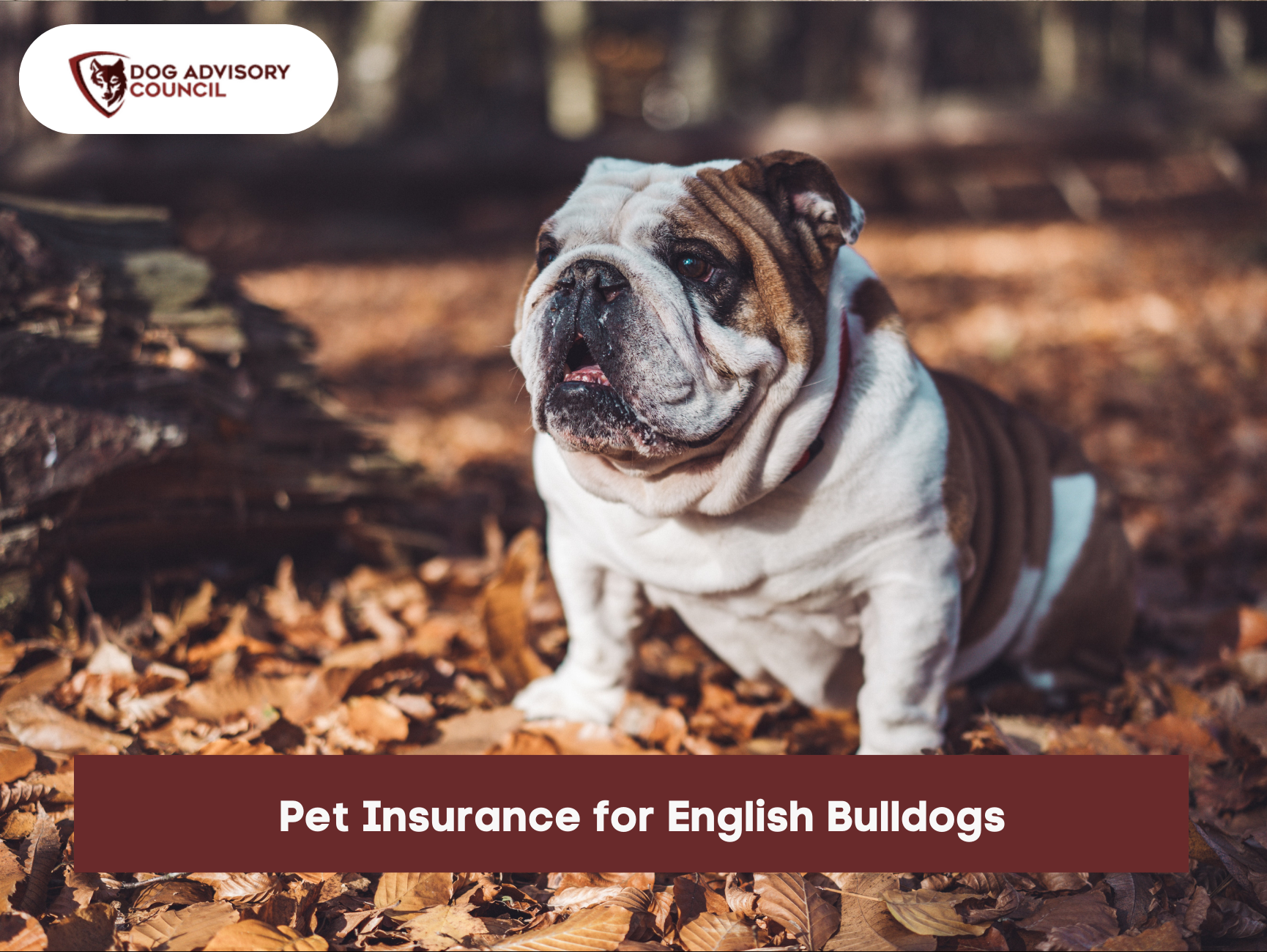 Are English Bulldogs Ok For Insurance